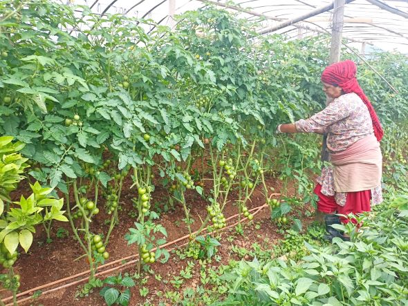 Climate Field School Project – Lele Community